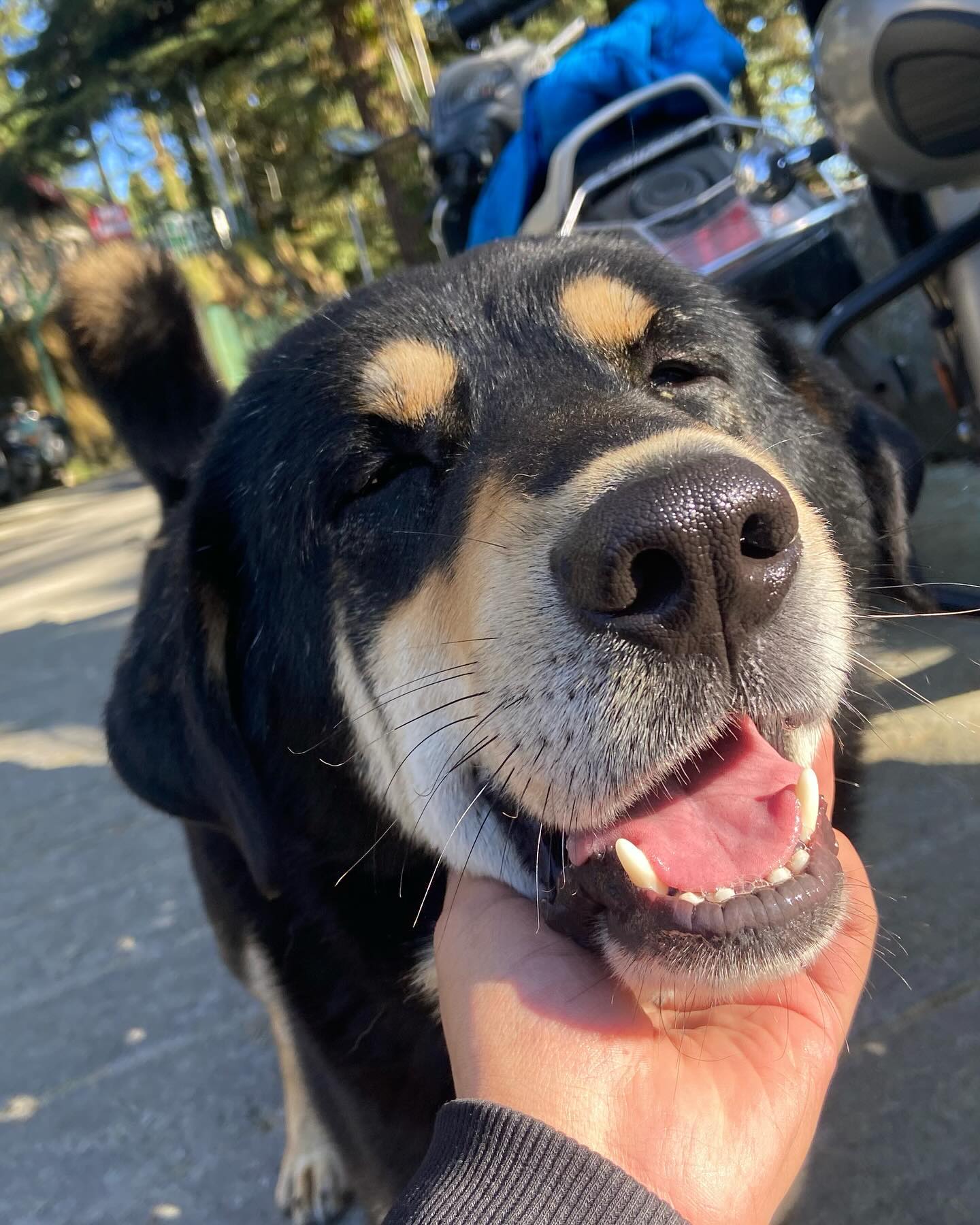 Harshit Shobhane - Expert Full Stack Developer | Web & App Development Services