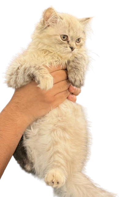 Harshit Shobhane - Expert Software Engineer | Web & App Development Services